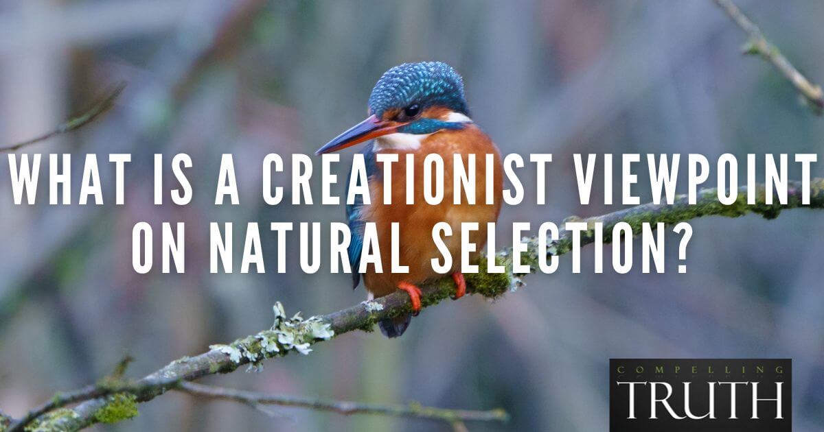 Natural Selection Animals