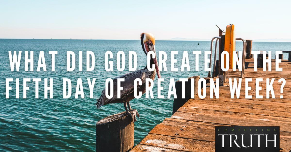 5th Day Of Creation