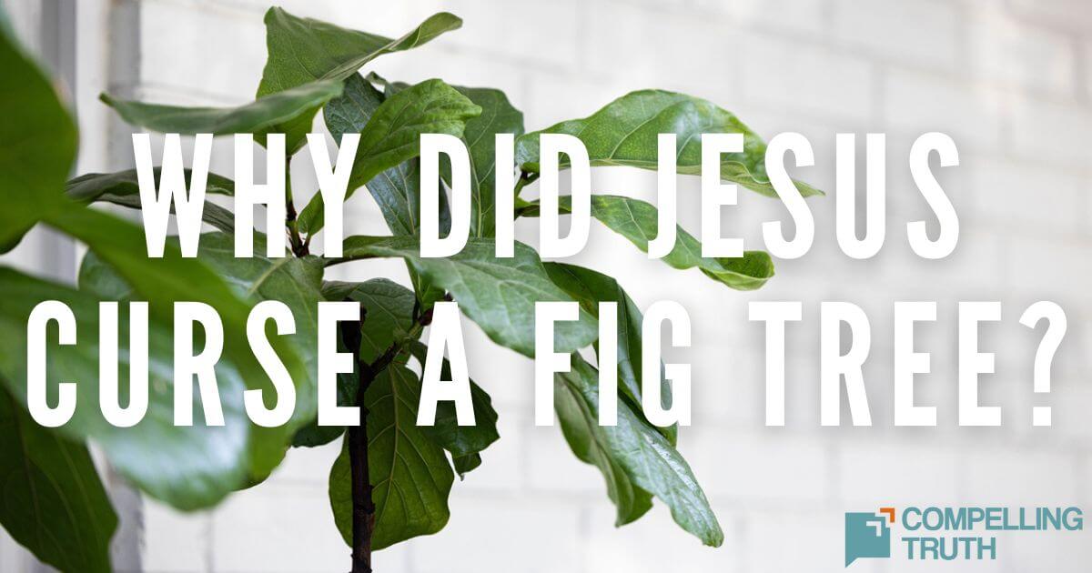 Why Did Jesus Curse The Fig Tree The Fascinating Answer